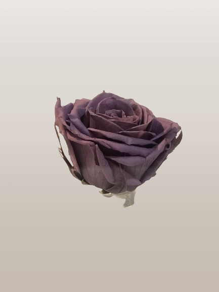 The Rose Cube – Sylvia Elizondo